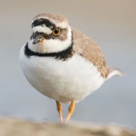 Why Do Animals Migrate?